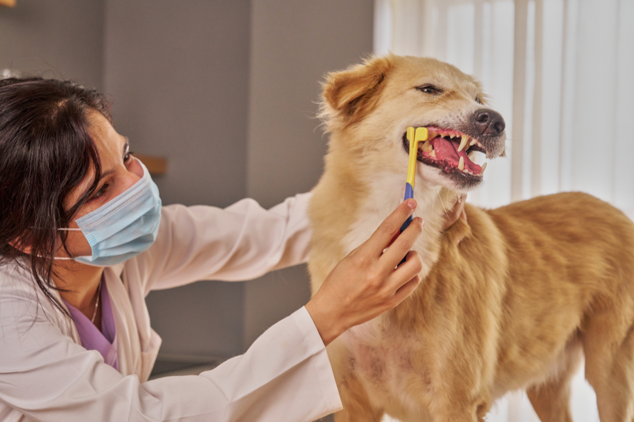 Vet Hospital Organizational Structure - How to Create & Template